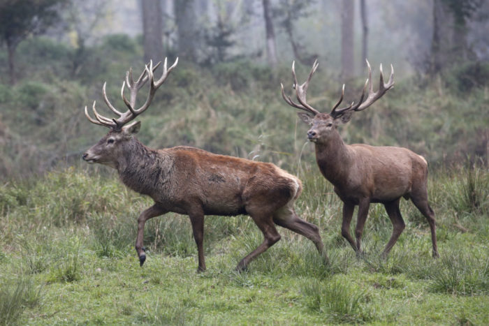 Die Arten der Jagd einfach erklärt | Jagdfakten Österreich | Jagdfakten