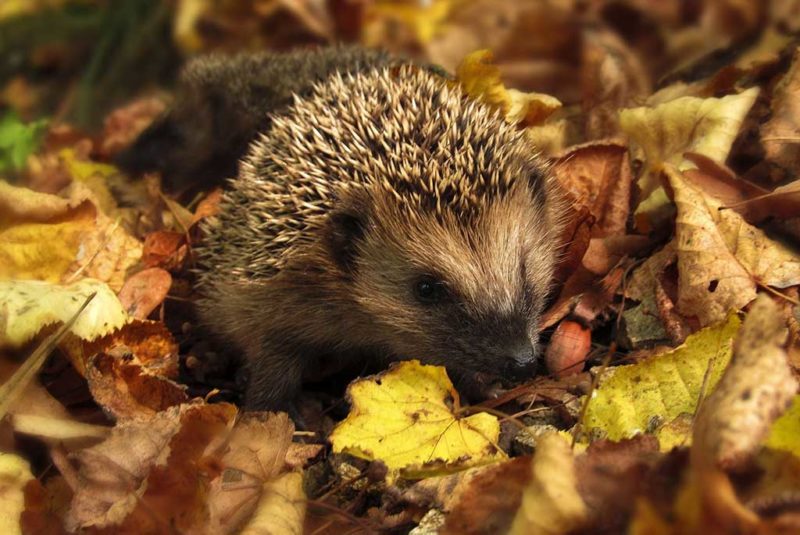 Igel - ein kurzer Steckbrief - Jagdfakten.at informiert: