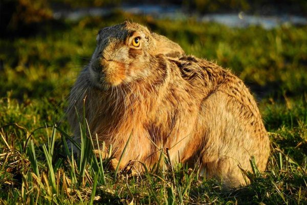 Feldhase - Steckbrief - Jagdbare Wildarten - Jagdfakten.at