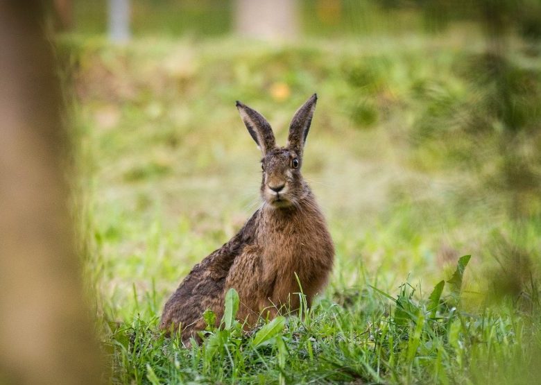 Jagdbare Wildarten: Steckbrief Feldhase | Jagdfakten.at Östrerreich