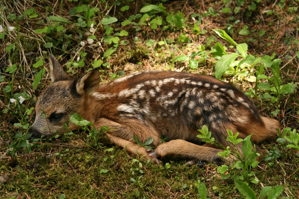 Rehkitz - Rettung - Mähtod | Jagdfakten Österreich | Jagdfakten