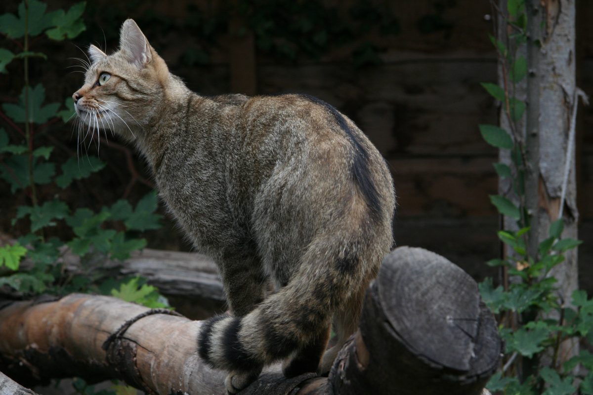 Europäische Wildkatze - Steckbrief - Jagdfakten.at