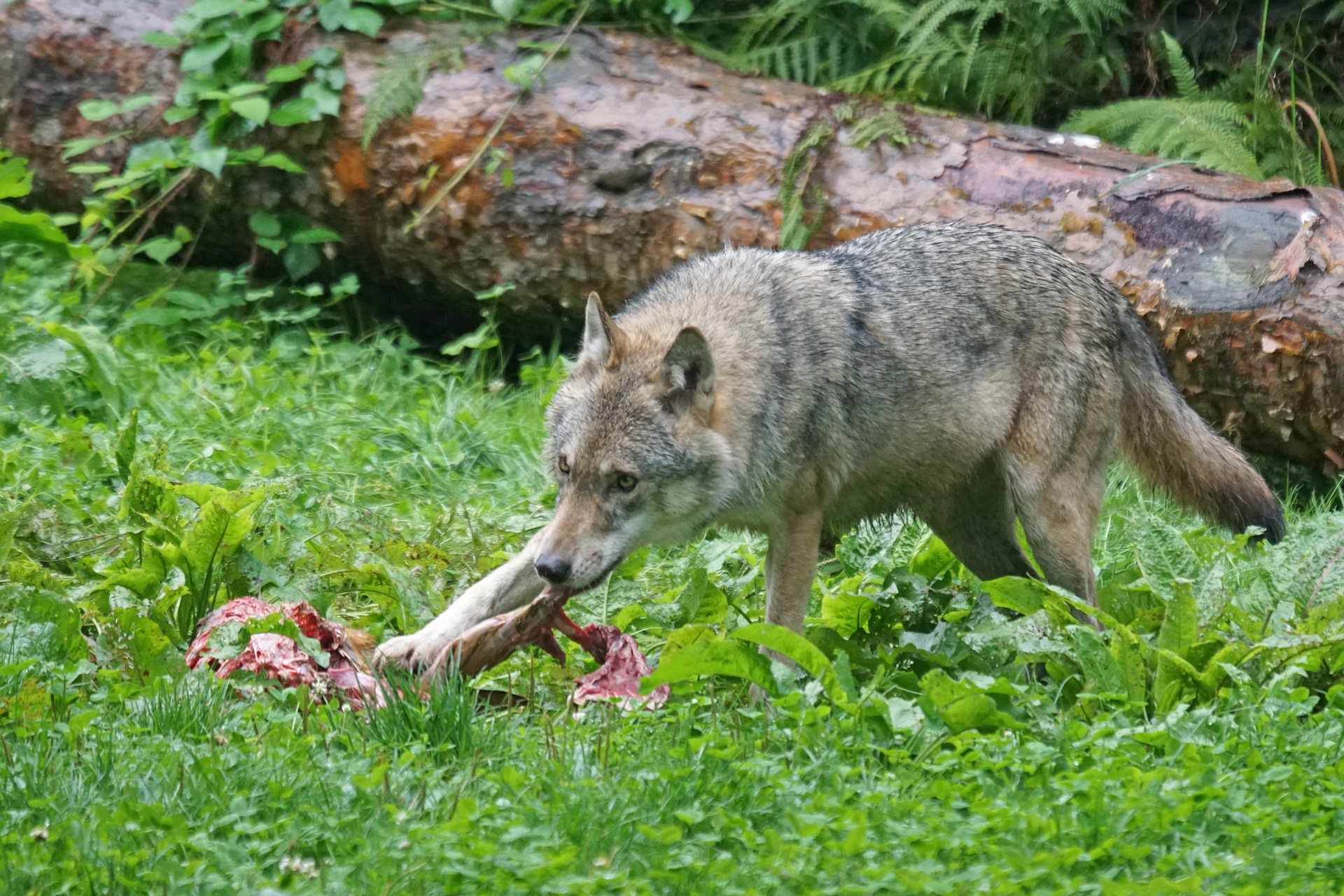 Der Wolf - ein kurzer Steckbrief: