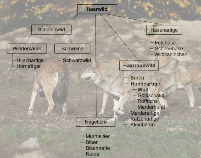 Wildarten - Steckbrief: Wolf, Wölfe - Jagdfakten.at informiert