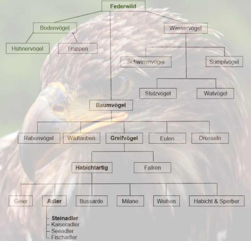 ADLER - ein kurzer Steckbrief zur heimischen Wildart: