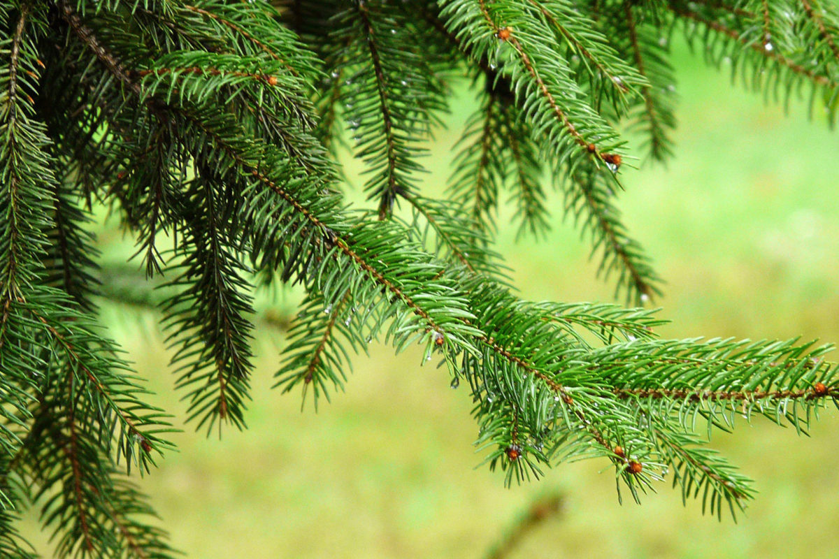 Fichte: ein Steckbrief zum heimischen Nadelbaum - Jagdfakten.at