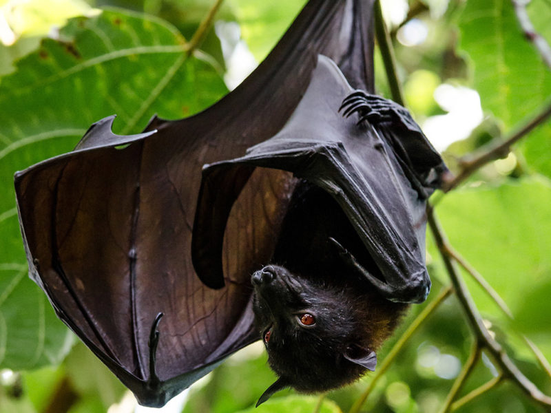 Die Fledermaus – Ein faszinierendes Säugetier - Jagdfakten.at