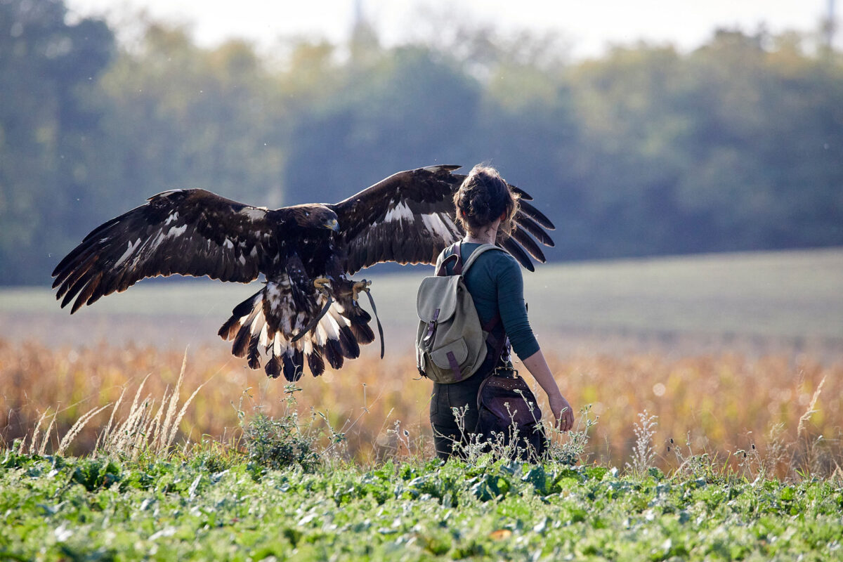 10 Fragen zur Falknerei in Österreich - Jagdfakten.at informiert: