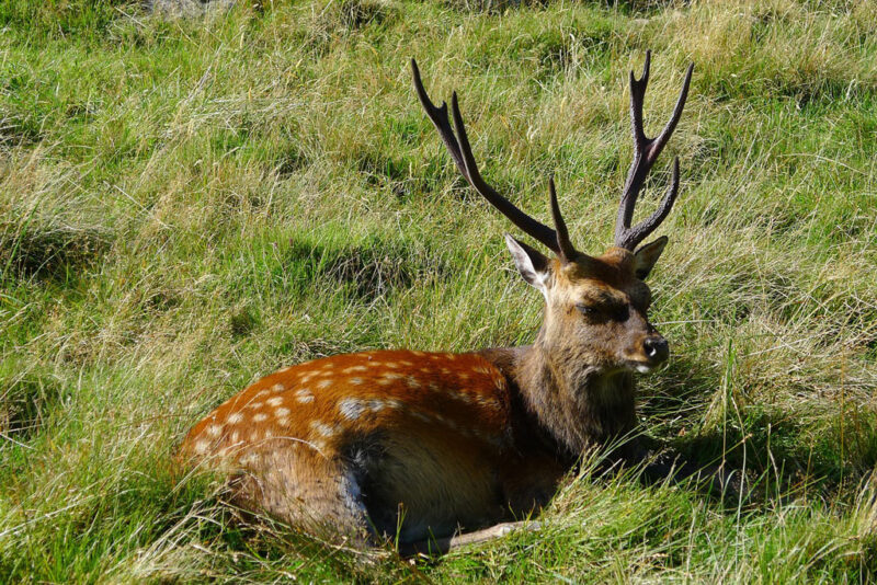 Damwild - Steckbrief - ein kurzer Steckbrief: