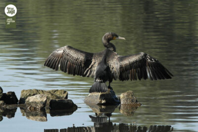 Kormoran - ein kurzer Steckbrief: