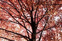 Rotbuche - Ein Steckbrief zum heimischen Laubbaum: