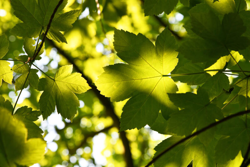 Ahorn - Ein kurzer Steckbrief zum heimischen Laubbaum: